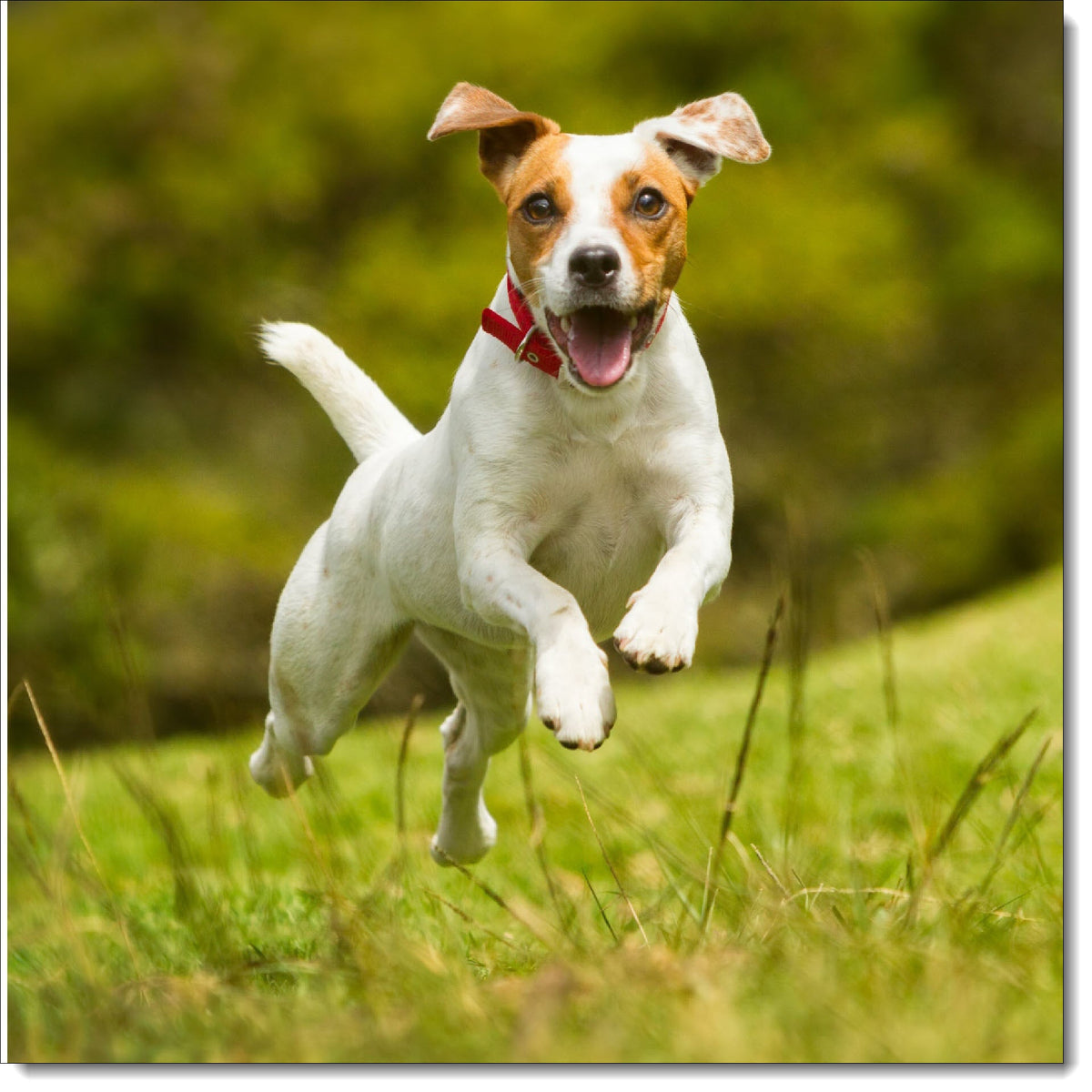 Happy Birthday Card Jack Russell Terrier – Wholesale Greeting Cards